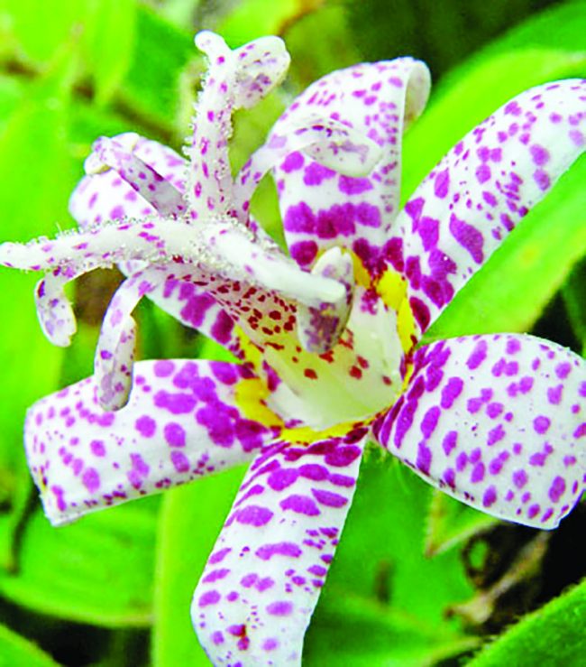 Plant of the Month – Toad Lily – The Simpsonville Sentinel
